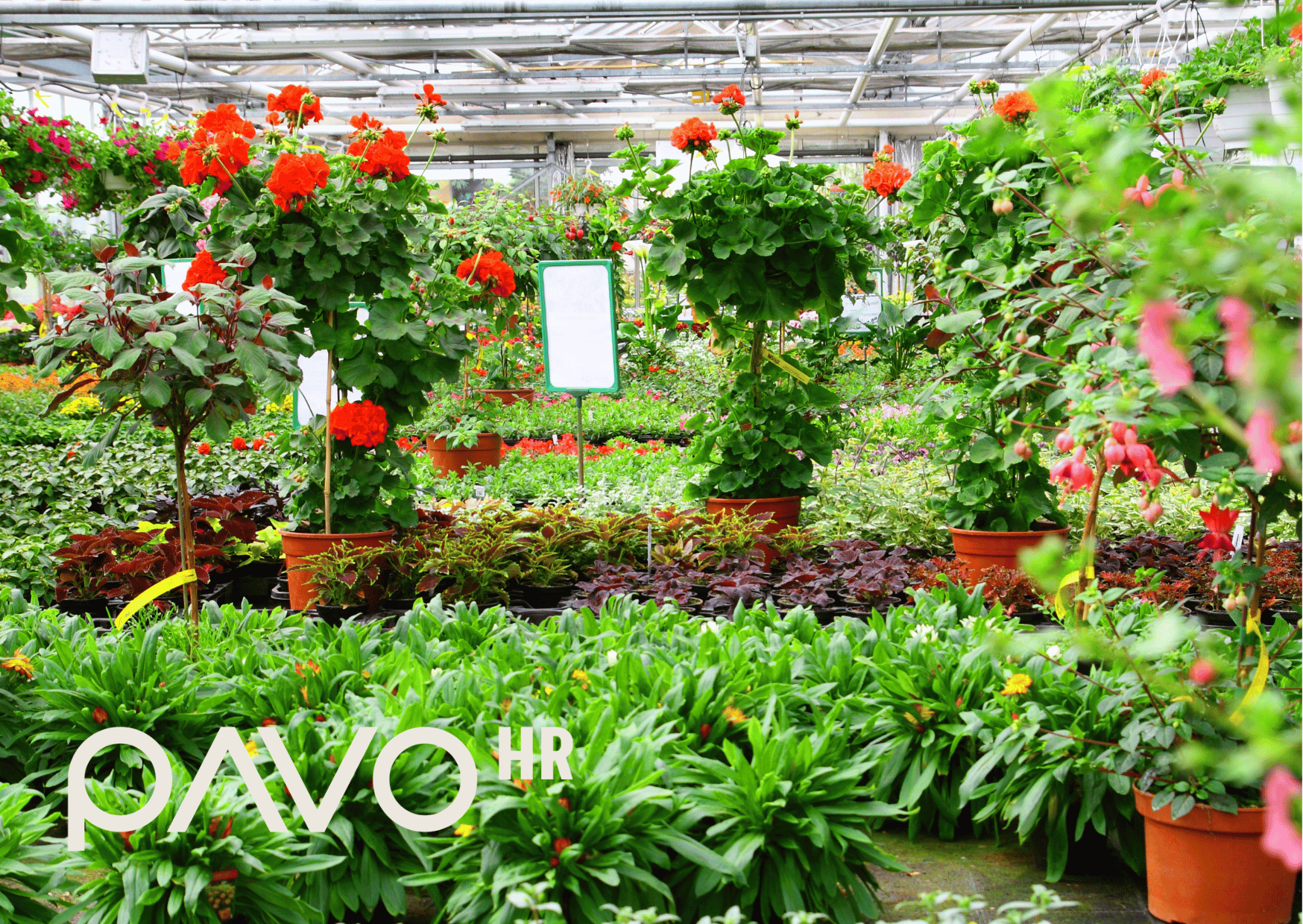 Tuincentrum De Boet - PAVO HR